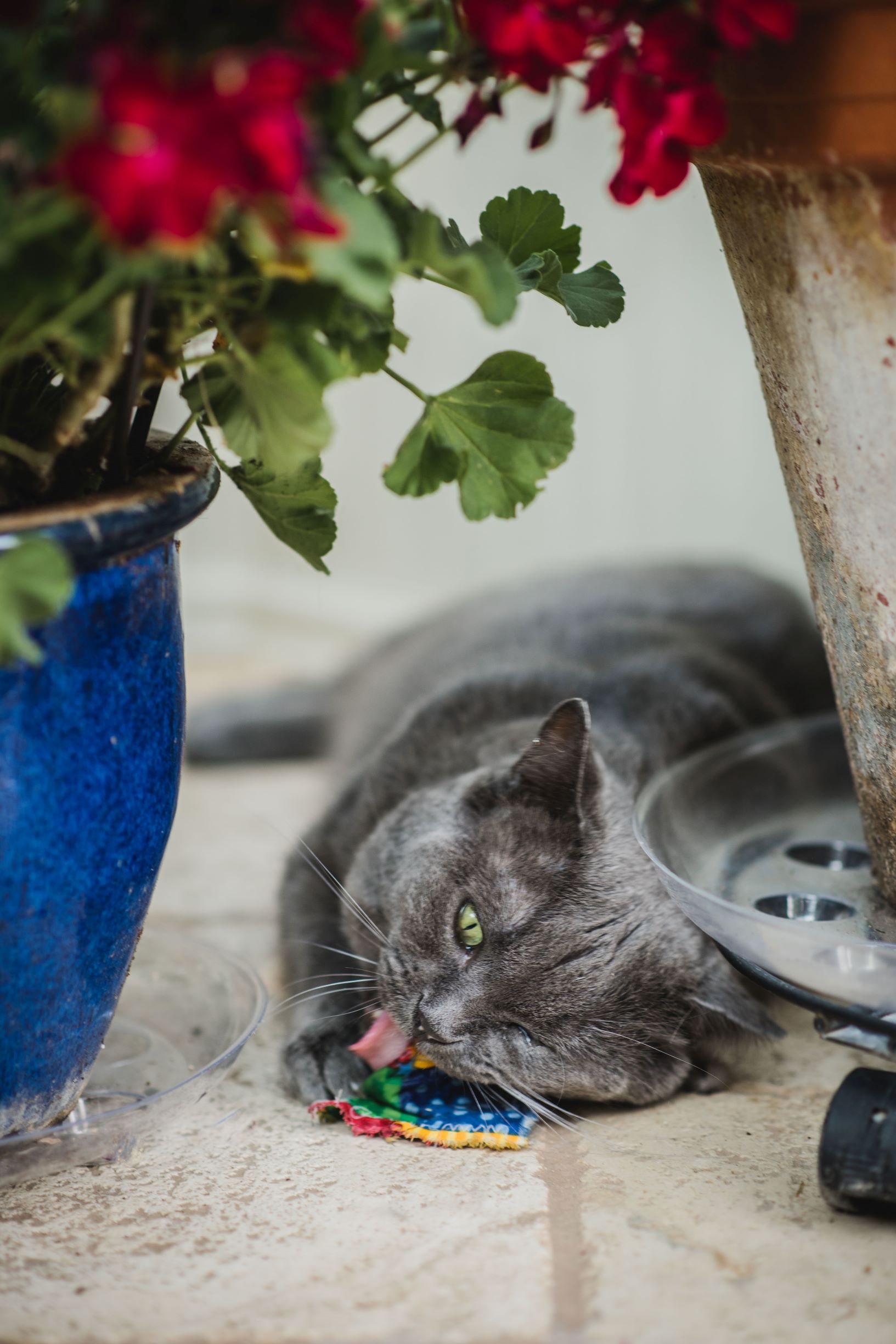 How to satisfy your cat's prey drive - All about cat play