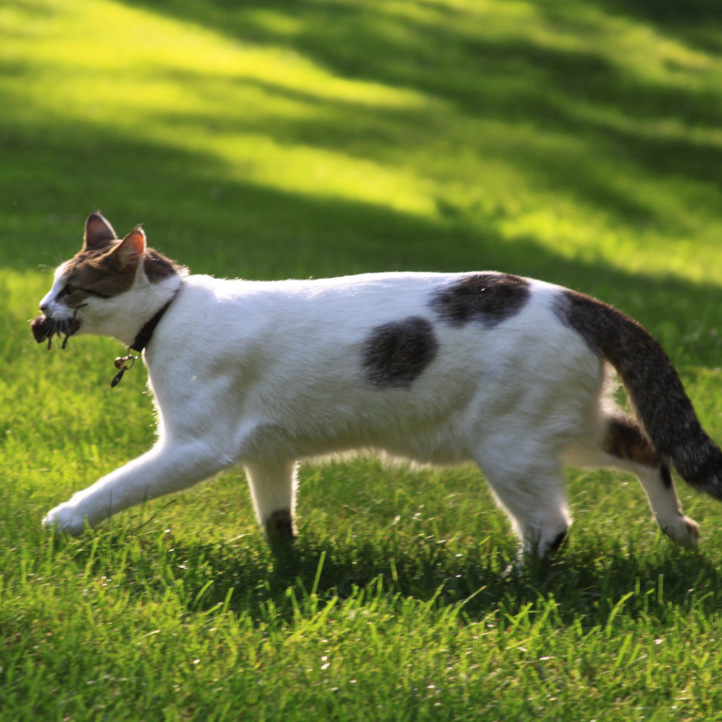 How Were Cats Domesticated? - CatsWannaBeCats.Com