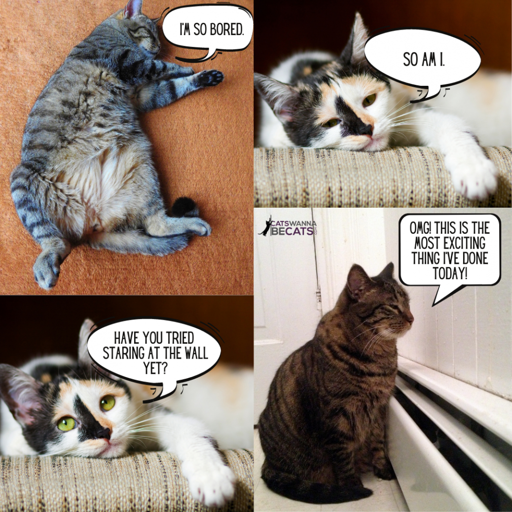 Boredom Busters for Cats - CatsWannaBeCats.Com