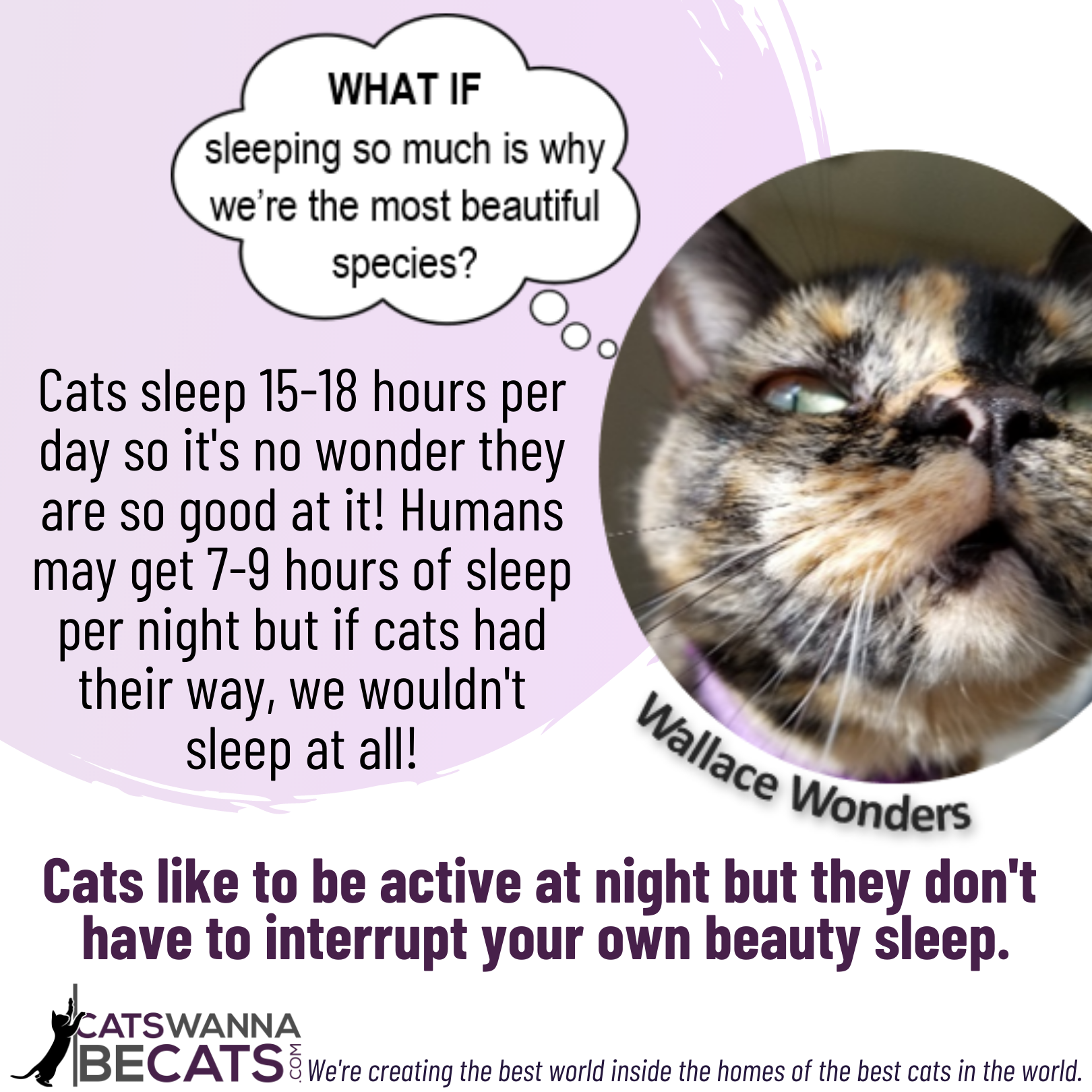 If Your Cat is Keeping You Up at Night (featuring Wallace Wonders ...