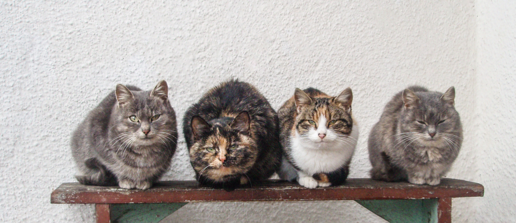 Cat Friendly Introductions - CatsWannaBeCats.Com